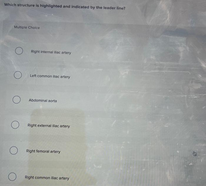 Solved Which structure is highlighted and indicated by the | Chegg.com