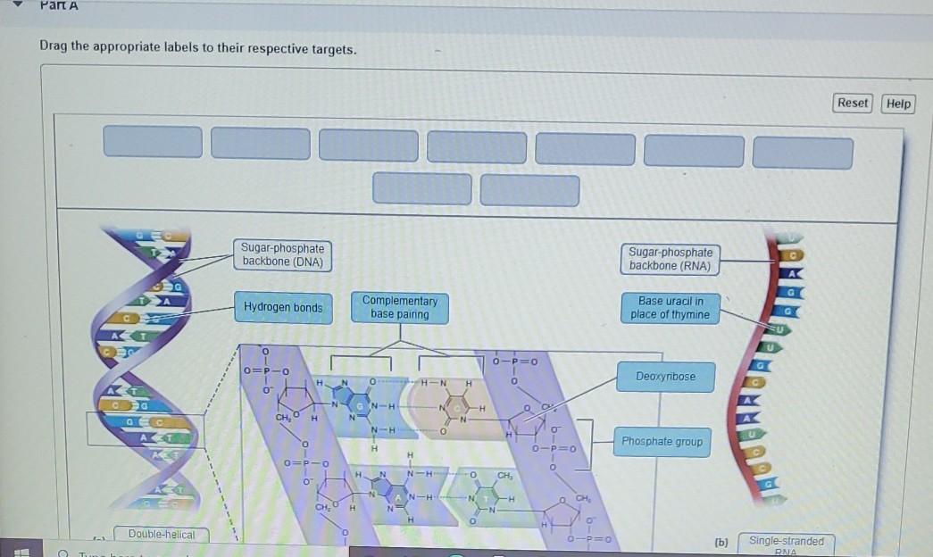 Solved Part A Drag the appropriate labels to their | Chegg.com