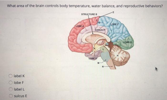 Solved What area of the brain controls body temperature, | Chegg.com