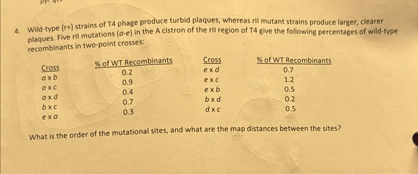 Solved Wild-type (r+) ﻿strains of T4 ﻿phage produce turbid | Chegg.com