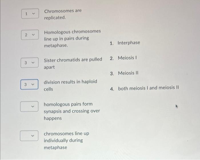 Solved Chromosomes are replicated. Homologous chromosomes | Chegg.com