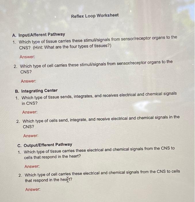 Solved Reflex Loop Worksheet A. Input/Afferent Pathway 1. | Chegg.com