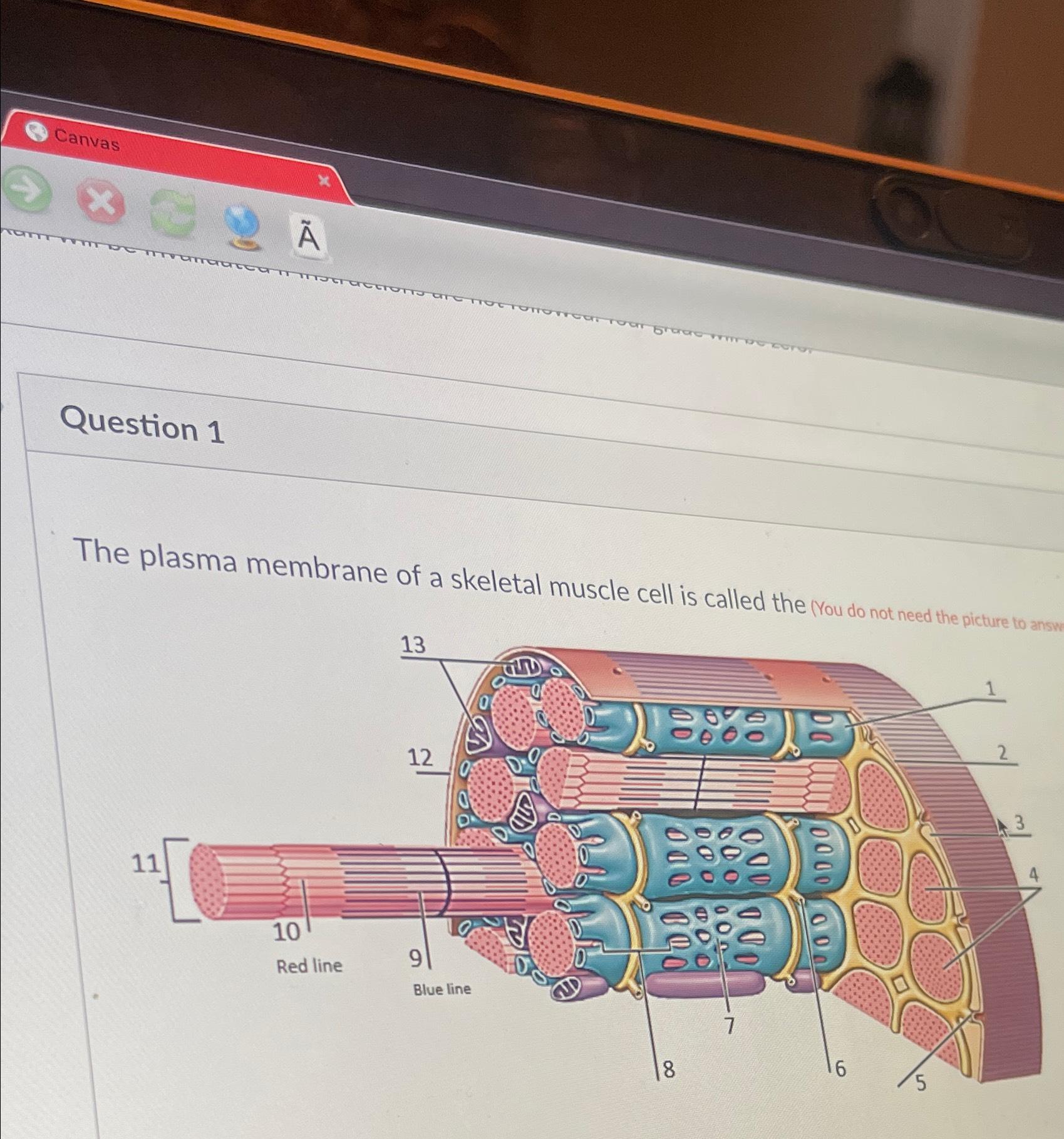 Solved Question 1The plasma membrane of a skeletal muscle | Chegg.com