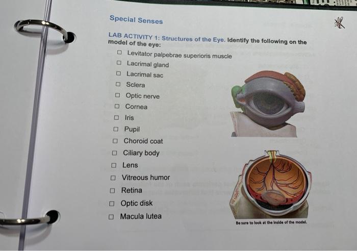 Solved Special Senses LAB ACTIVITY 1: Structures of the Eye. | Chegg.com