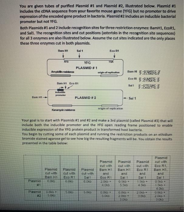 Solved You are given tubes of purified Plasmid #1 and | Chegg.com