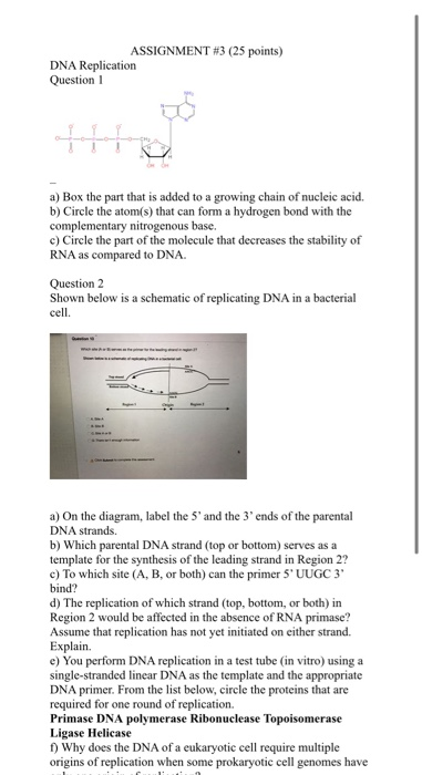Solved ASSIGNMENT #3 (25 points) DNA Replication Question 1 | Chegg.com