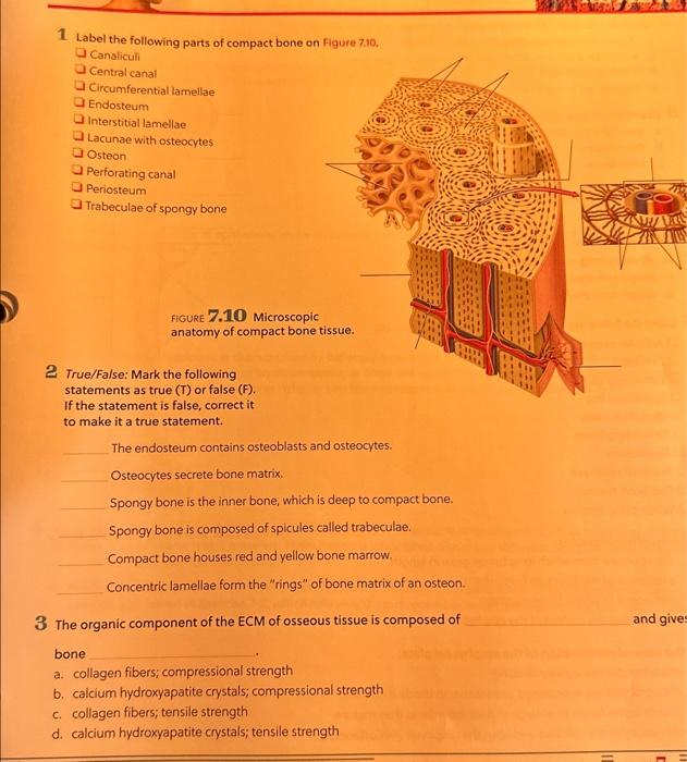 Solved fiGURE 7.10 Microscopil anatomy of compact bone 2 | Chegg.com