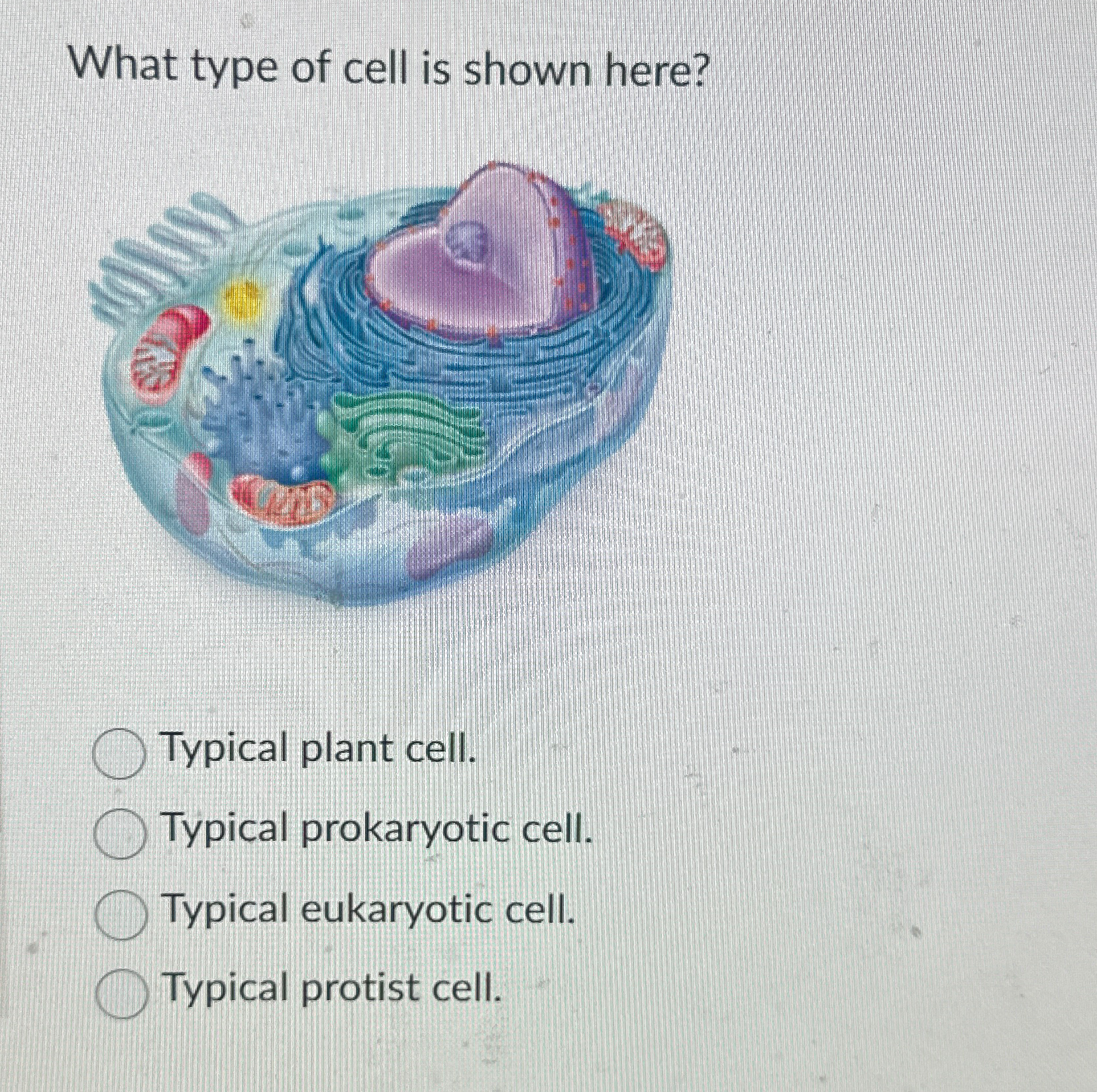 Solved What type of cell is shown here?Typical plant | Chegg.com
