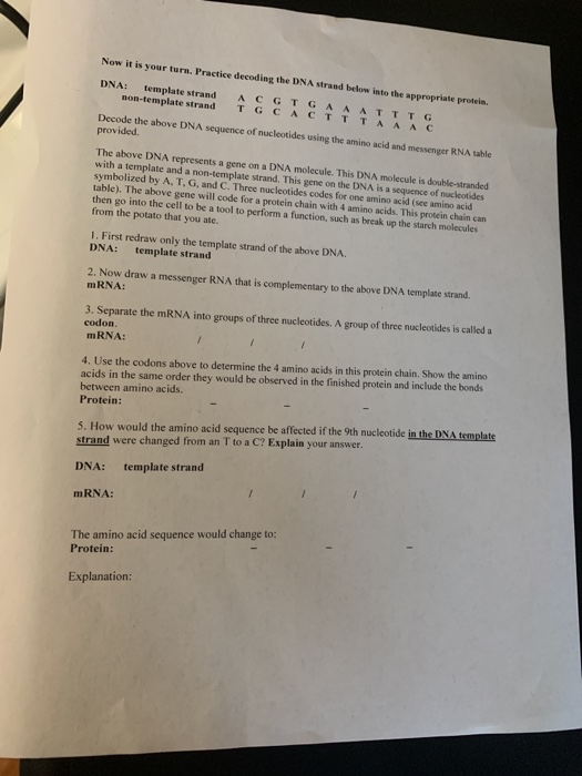 Solved Protein Synthesis Homework (5 points) Example: DNA: | Chegg.com