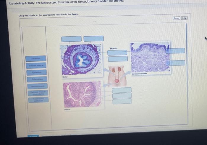 Solved art-labeling activity: the microscopic structure of | Chegg.com