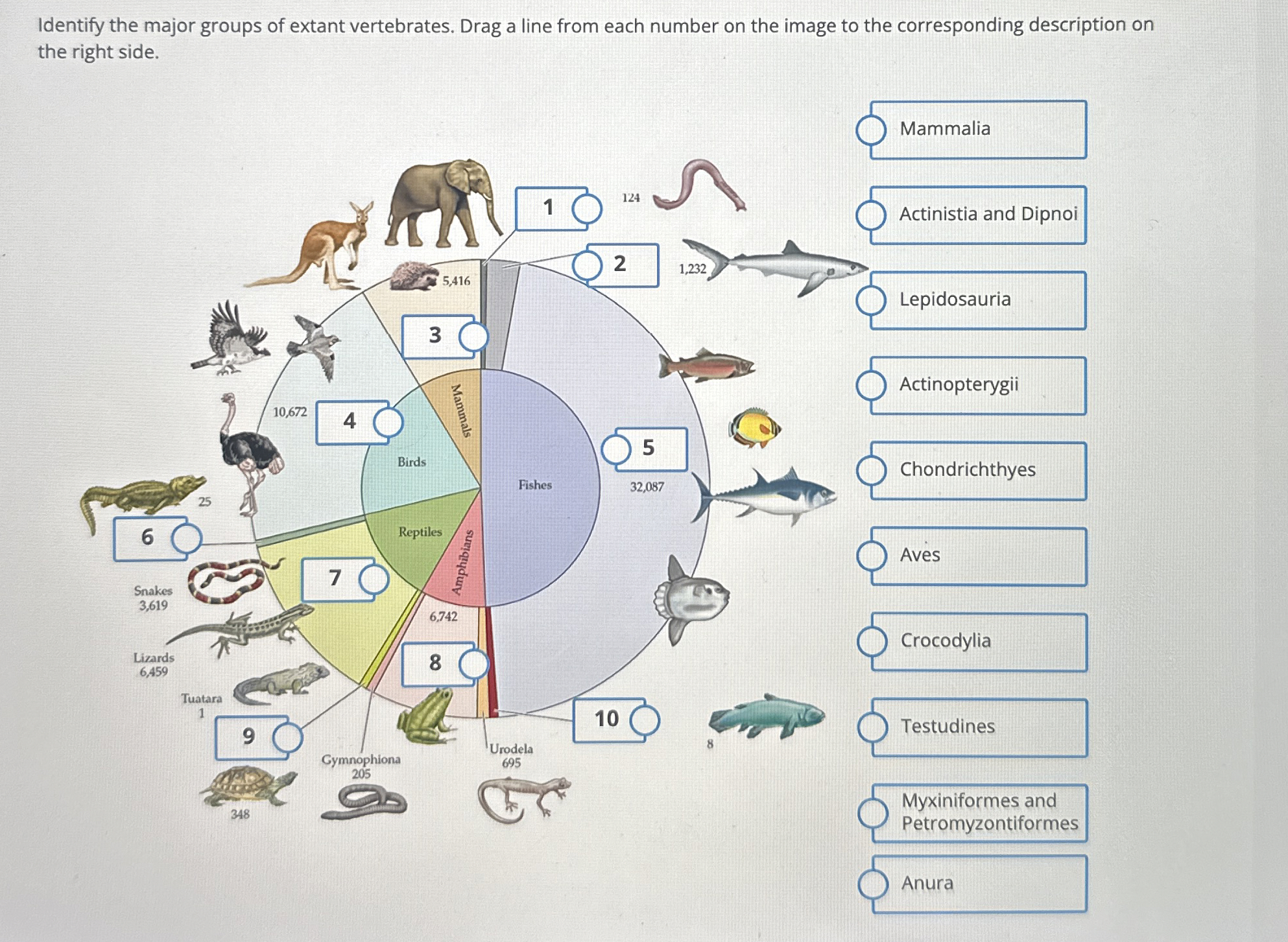Identify the major groups of extant vertebrates. Drag | Chegg.com