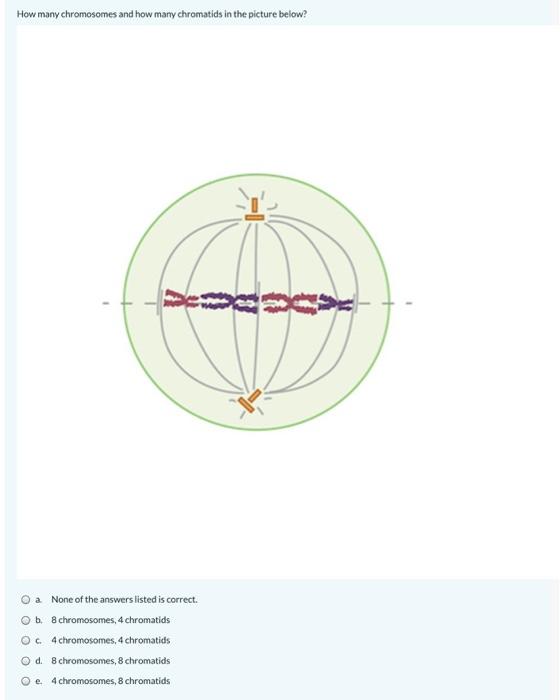Solved How many chromosomes and how many chromatids in the | Chegg.com