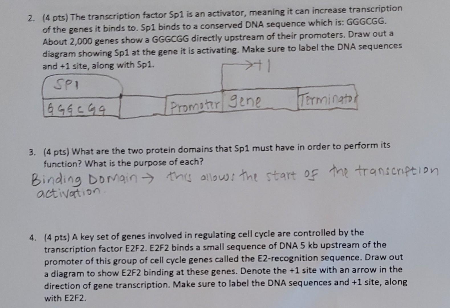 2. (4 pts) The transcription factor Sp1 is an | Chegg.com