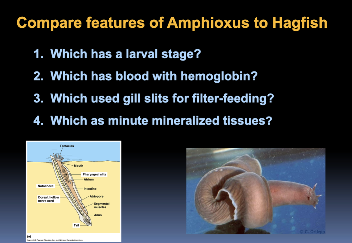 Solved Compare features of Amphioxus to HagfishWhich has a | Chegg.com
