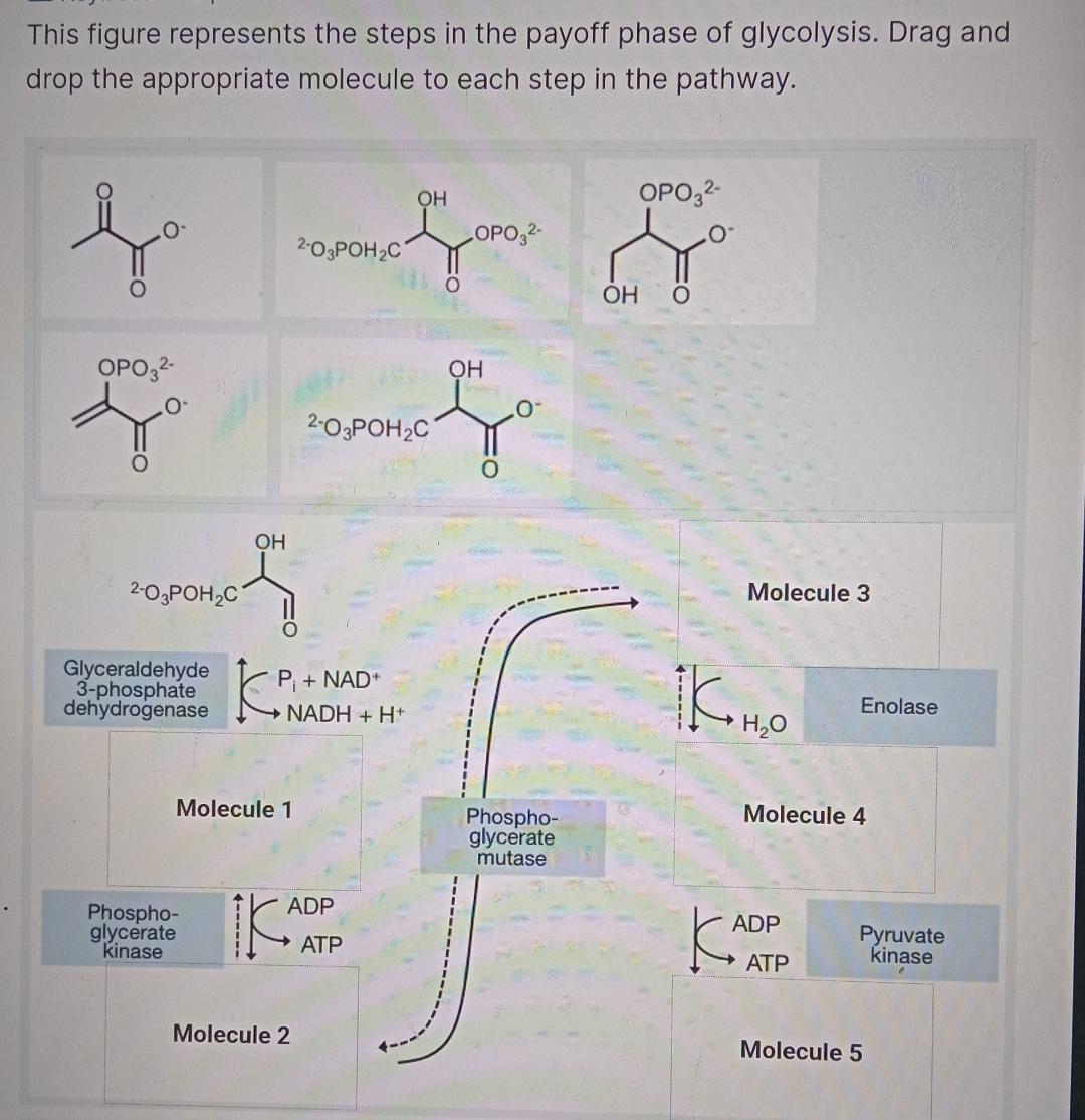 Solved This figure represents the steps in the payoff phase | Chegg.com