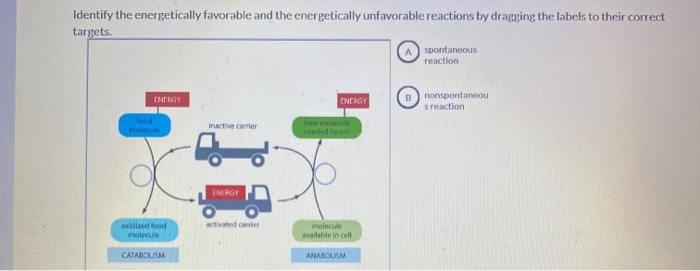 Solved Identify the energetically favorable and the | Chegg.com