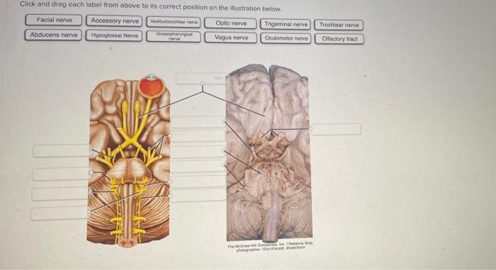 Solved Click and drag each label from above to its correct | Chegg.com
