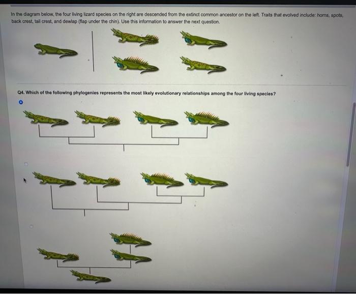 Solved In the diagram below, the four living lizard species | Chegg.com
