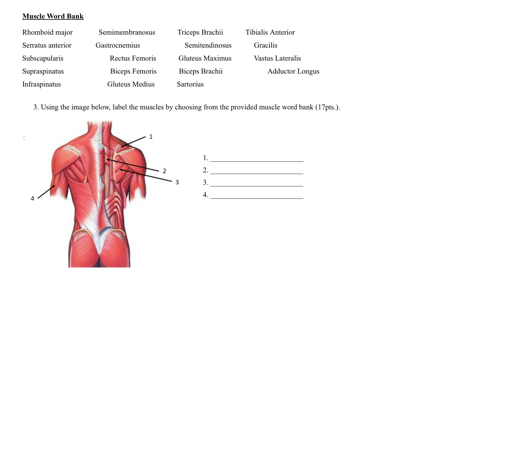 Solved Muscle Word BankRhomboid majorSerratus | Chegg.com