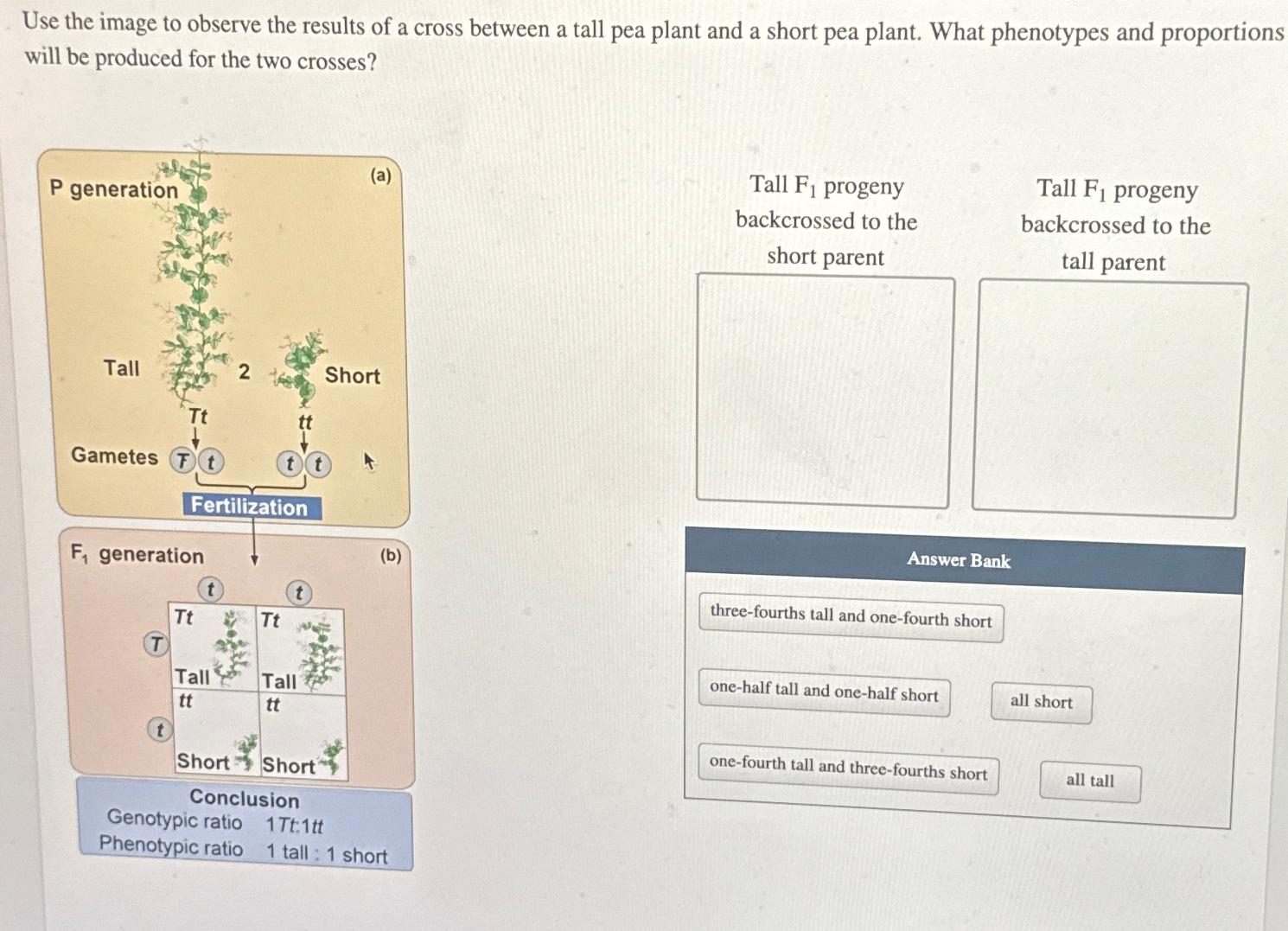 Solved Use the image to observe the results of a cross | Chegg.com
