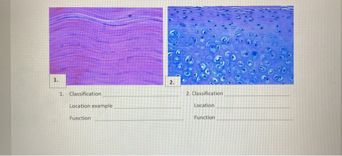 Solved 1. 1. Classification Location example Function 2. | Chegg.com