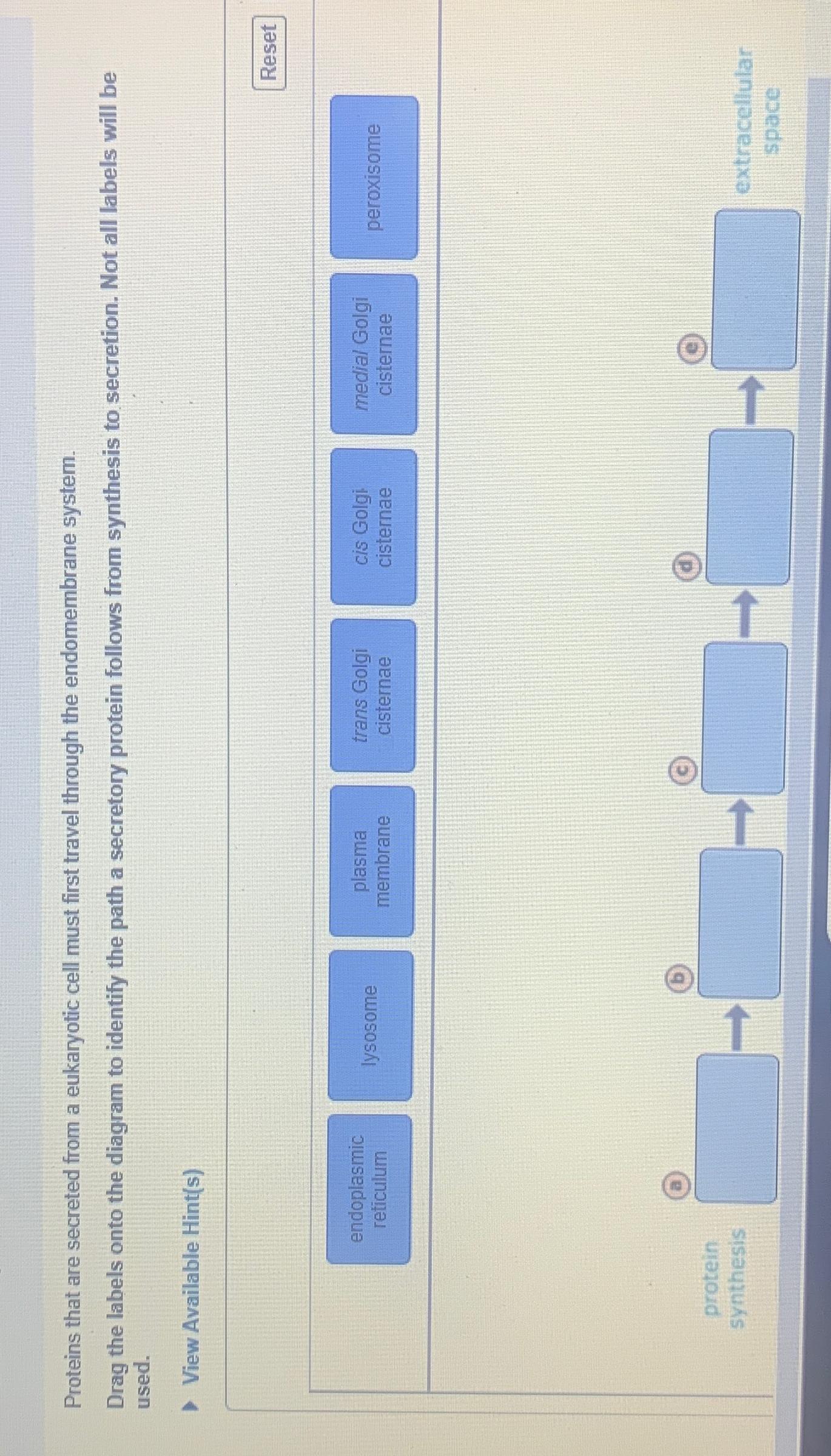 Solved Proteins that are secreted from a eukaryotic cell | Chegg.com