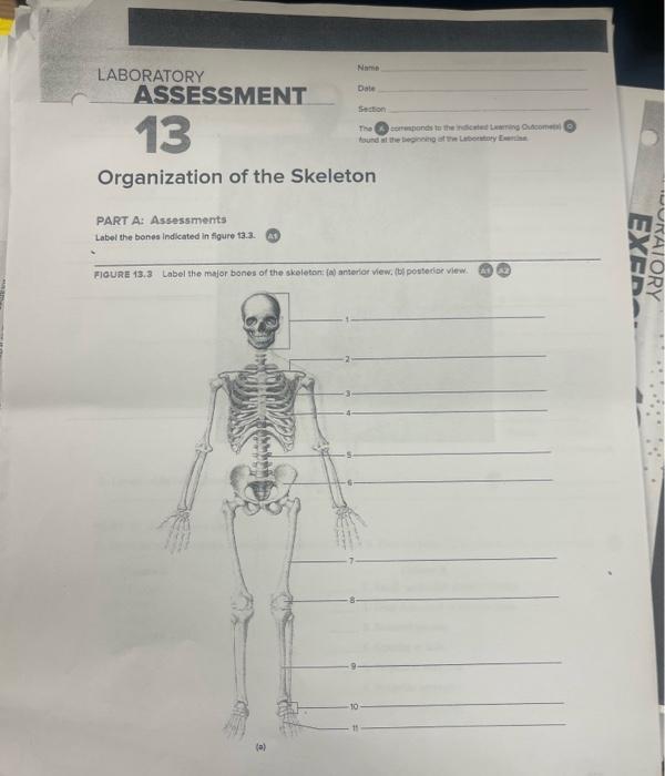 Solved LABORATORY Organization of the Skeleton PART A: | Chegg.com