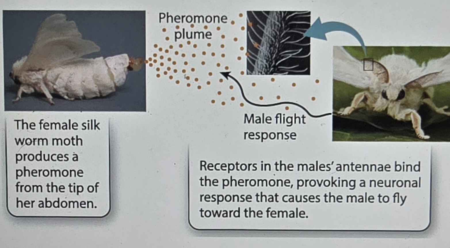 Solved is this behavior an example of kinesis or taxis? | Chegg.com