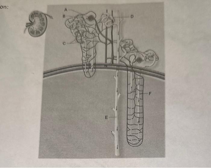 Solved label parts of the nephron | Chegg.com