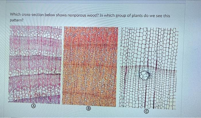 Solved On the cross-section of a woody root below, which | Chegg.com