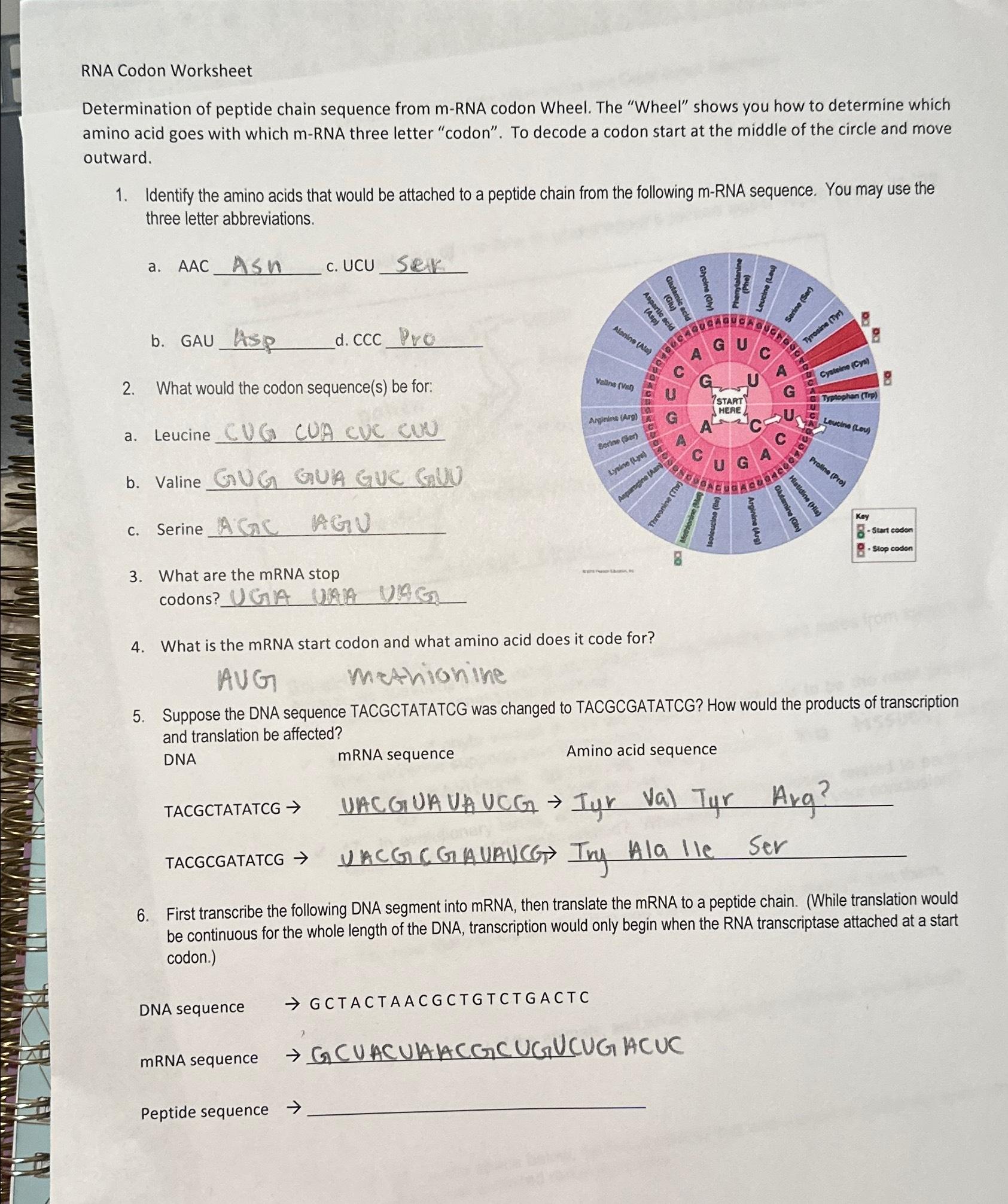 Solved RNA Codon WorksheetDetermination of peptide chain | Chegg.com