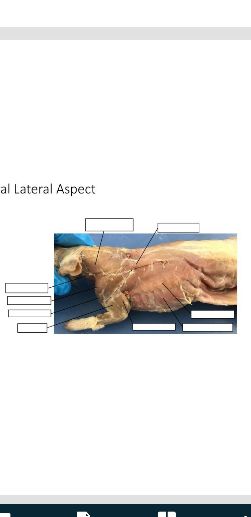 ateral thigh and hip Cranial Lateral Aspect al | Chegg.com