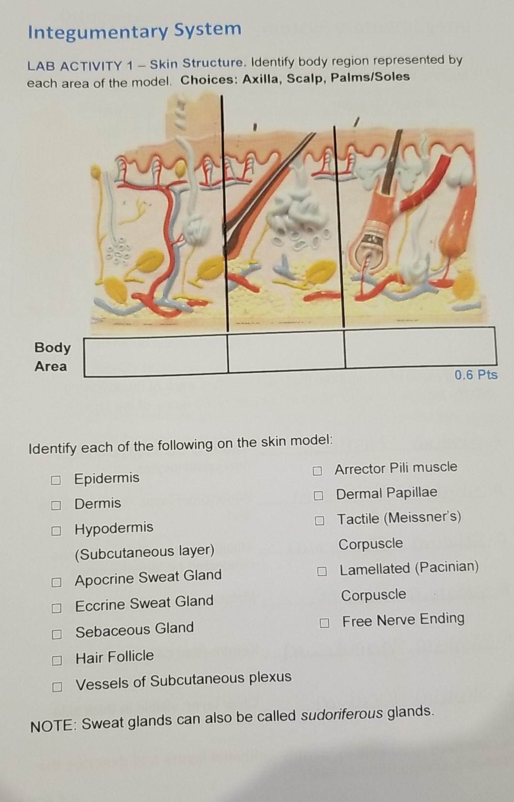 Solved Integumentary System LAB ACTIVITY 1 - Skin Structure. | Chegg.com