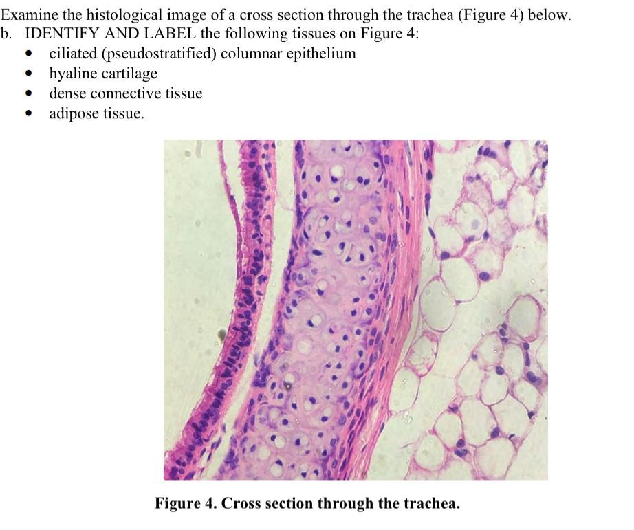 Solved Examine the histological image of a cross section | Chegg.com