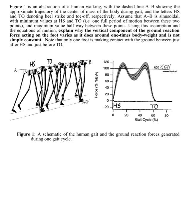 Solved Figure 1 is an abstraction of a human walking, with | Chegg.com