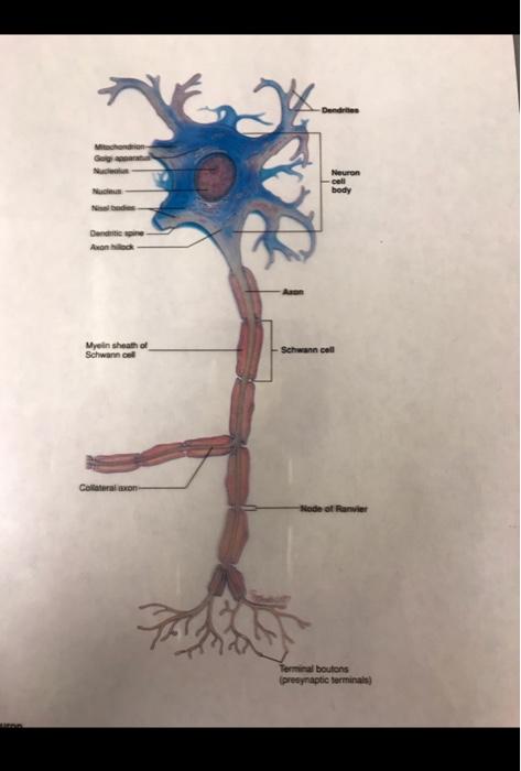 Solved 2). For each organelle in the neuron (attached to a | Chegg.com