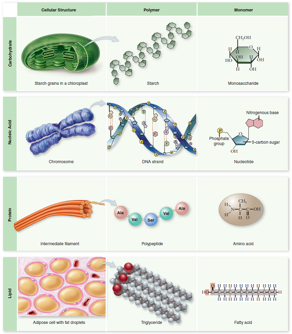 How Do The Four Biological Macromolecules Differ From One Chegg