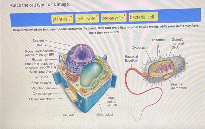 Solved Match the cell type to its image. Drag each item | Chegg.com Solved Match the cell type to its image. Drag each item | Chegg.com