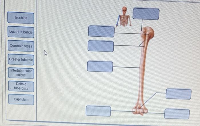 Solved Trochlea A Lesser tubercle Coronoid fossa III 27 | Chegg.com
