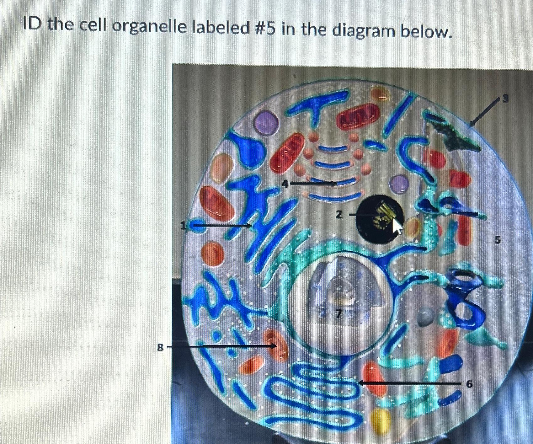 Solved ID the cell organelle labeled #5 ﻿in the diagram | Chegg.com