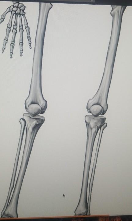 (Q005) In this lab, we learned about the intermembral | Chegg.com