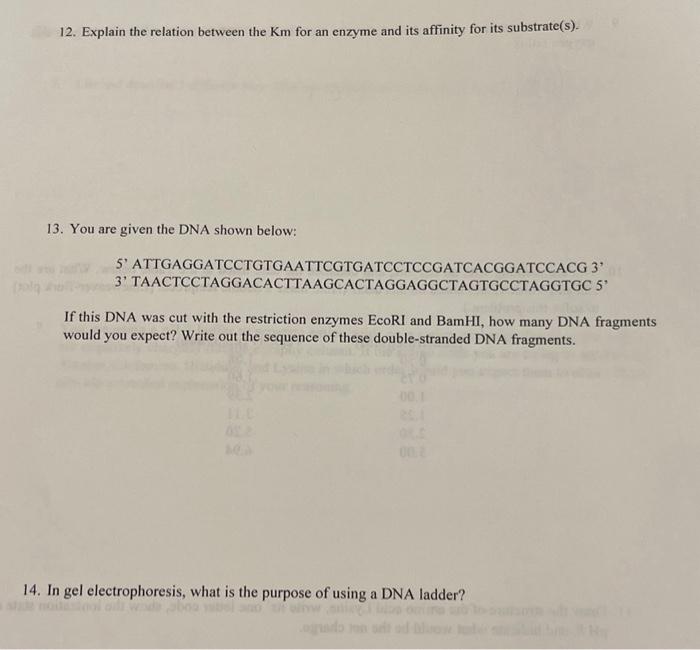 Solved 12. Explain the relation between the Km for an enzyme | Chegg.com