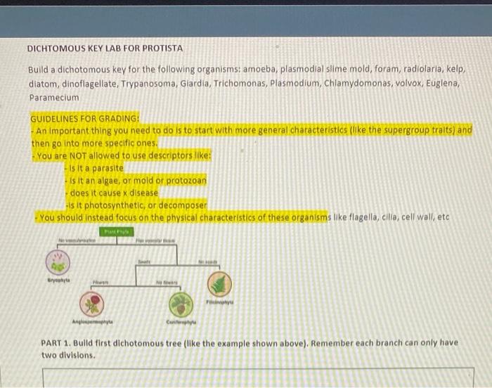 Solved DICHTOMOUS KEY LAB FOR PROTISTA Build a dichotomous | Chegg.com
