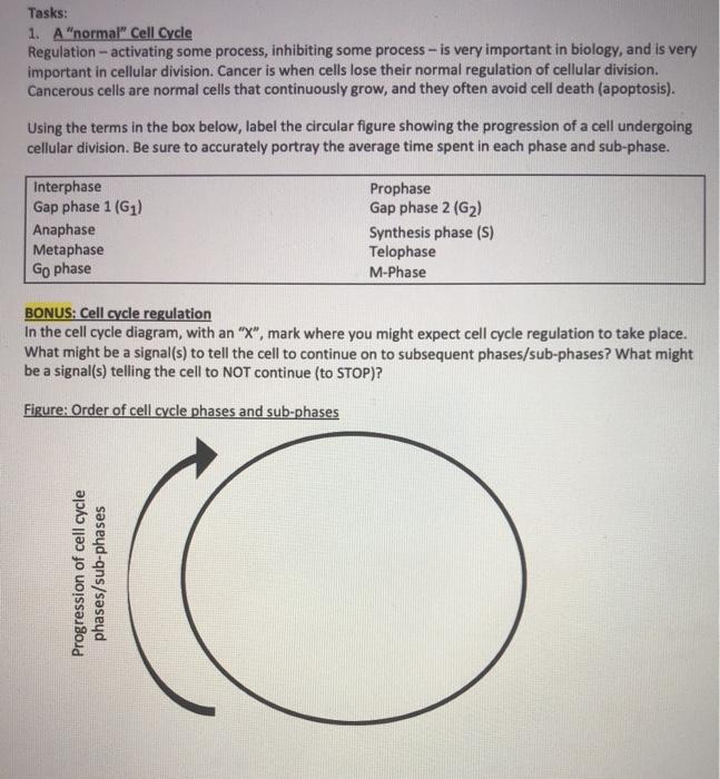 Solved Tasks: 1. A "normal" Cell Cycle Regulation - | Chegg.com