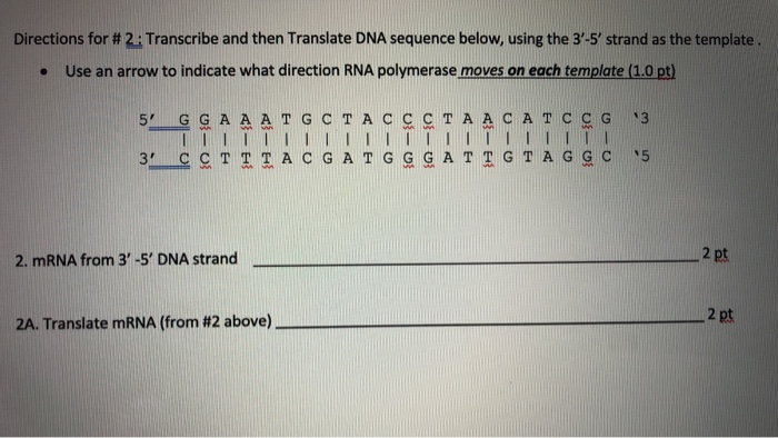 Solved Directions for # 2: Transcribe and then Translate DNA | Chegg.com
