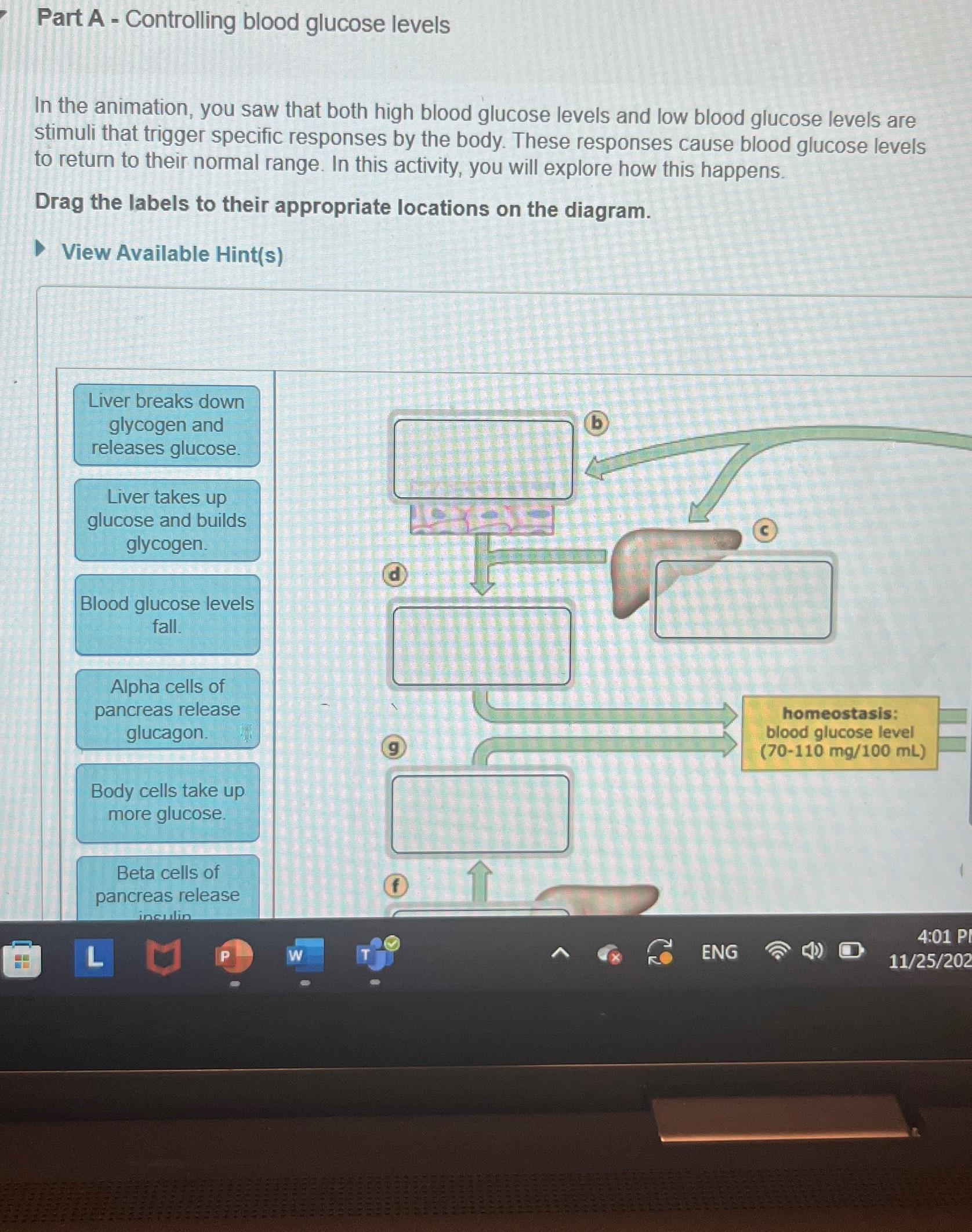 Controlling Blood Glucose Levels Diagram Mastering Biology G