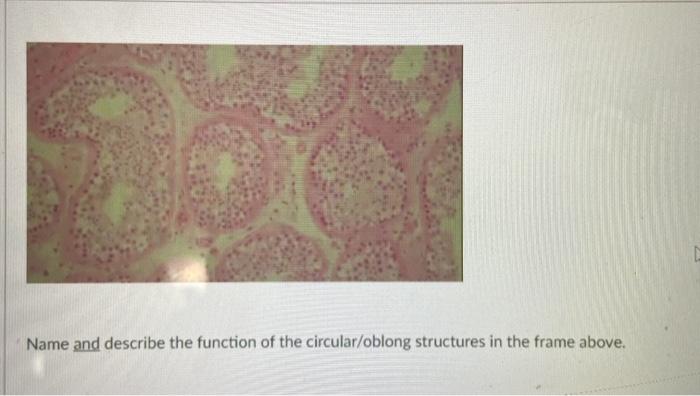 Solved Name and describe the function of the circular/oblong | Chegg.com
