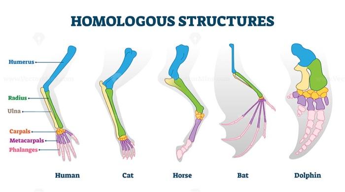 Solved 1. Compare the different structure on the photo.2. | Chegg.com
