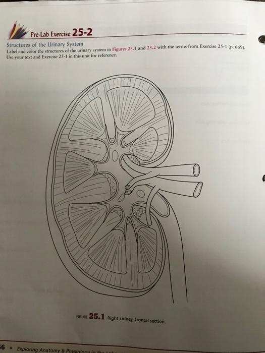Solved Pre-Lab Exercise 25-2 Structures of the Urinary | Chegg.com