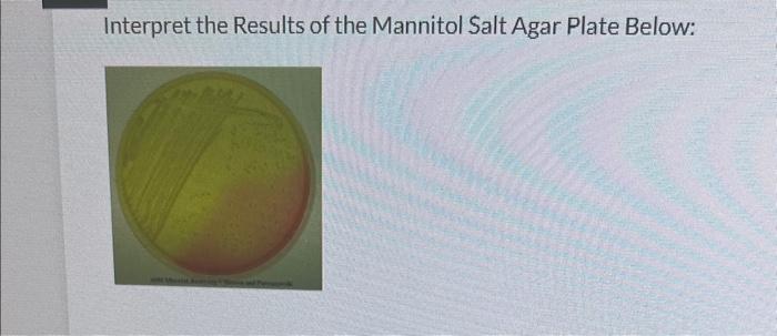 Solved nterpret the Results of the Mannitol Salt Agar Plate | Chegg.com
